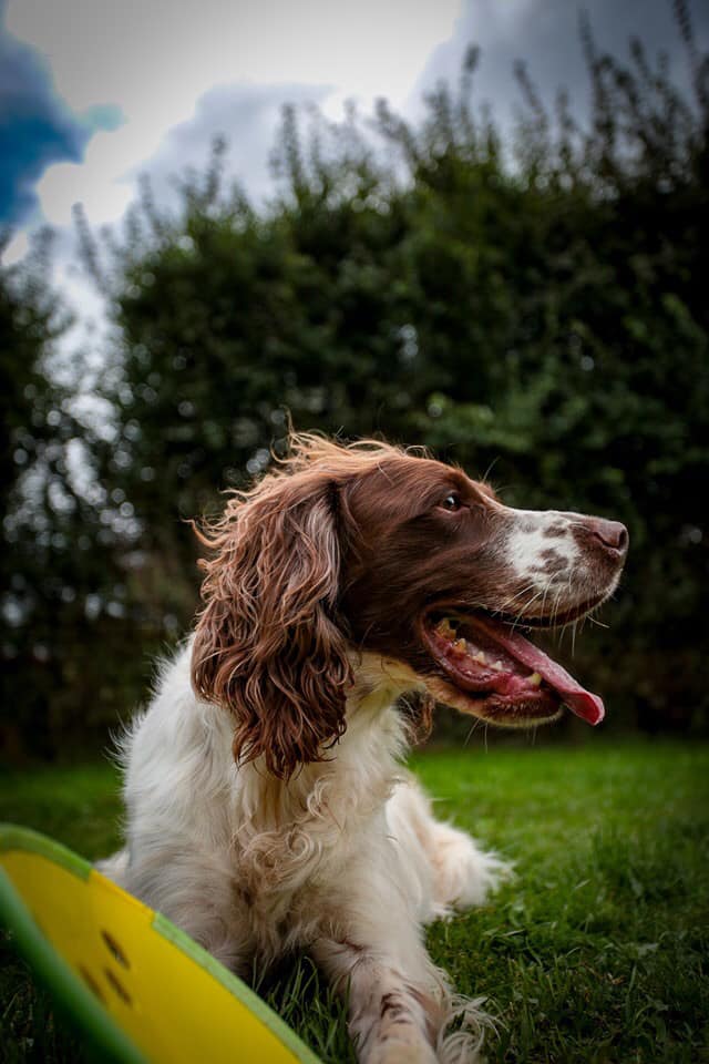 Four Paws swim/run training partner – Swim, Sweat and Gears